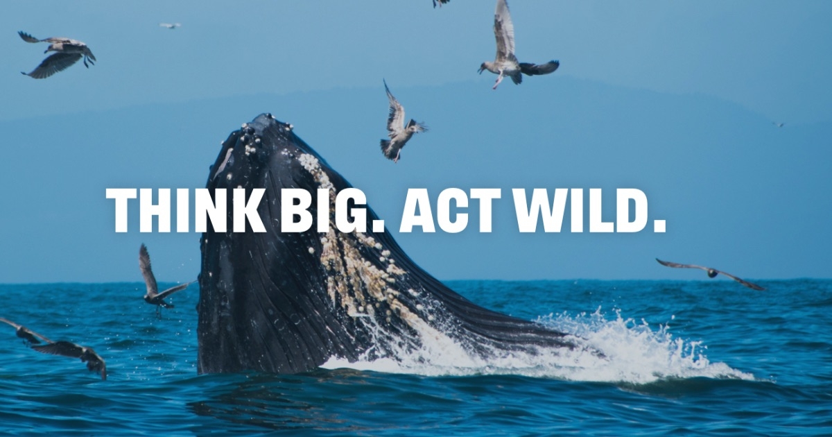 Rewilding Britain Website Design | Benjamin Cross | Creative Designer